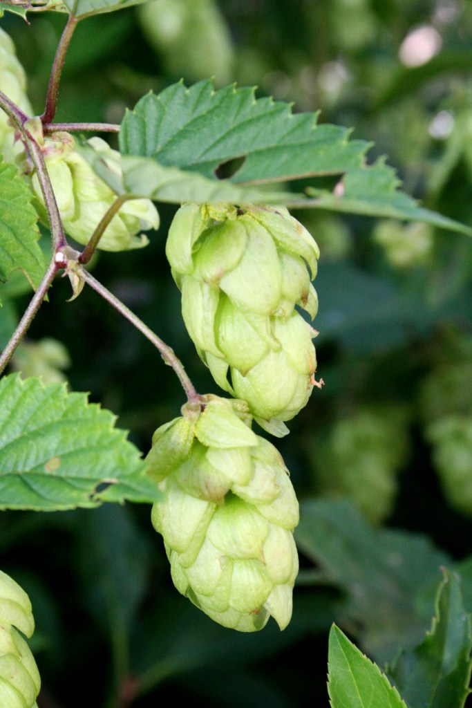 Alewives: Brewing Ale, Brewing Controversy – WIT